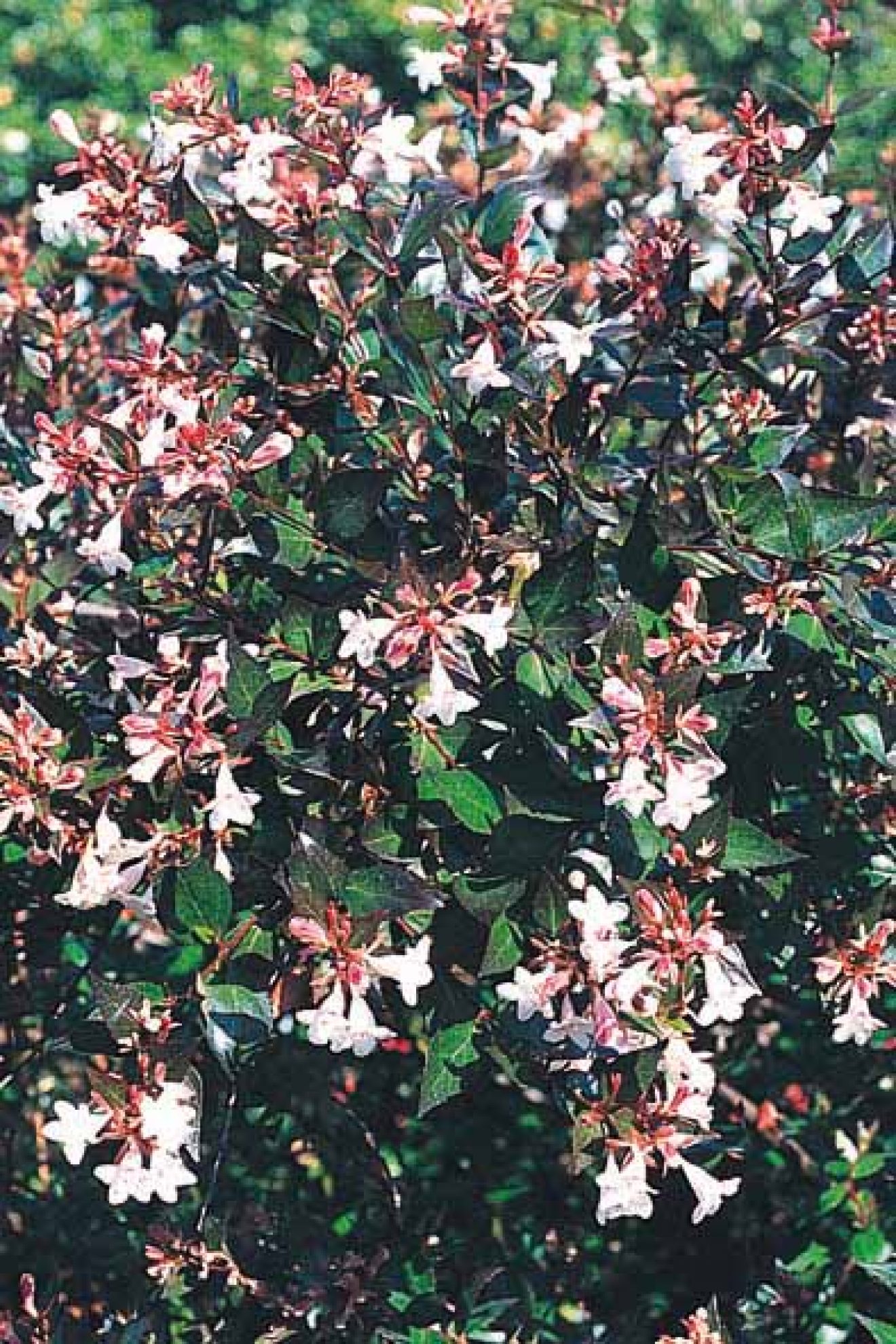 ABELIA x grandiflora 'Prostata' - Pépinières Le Lestin
