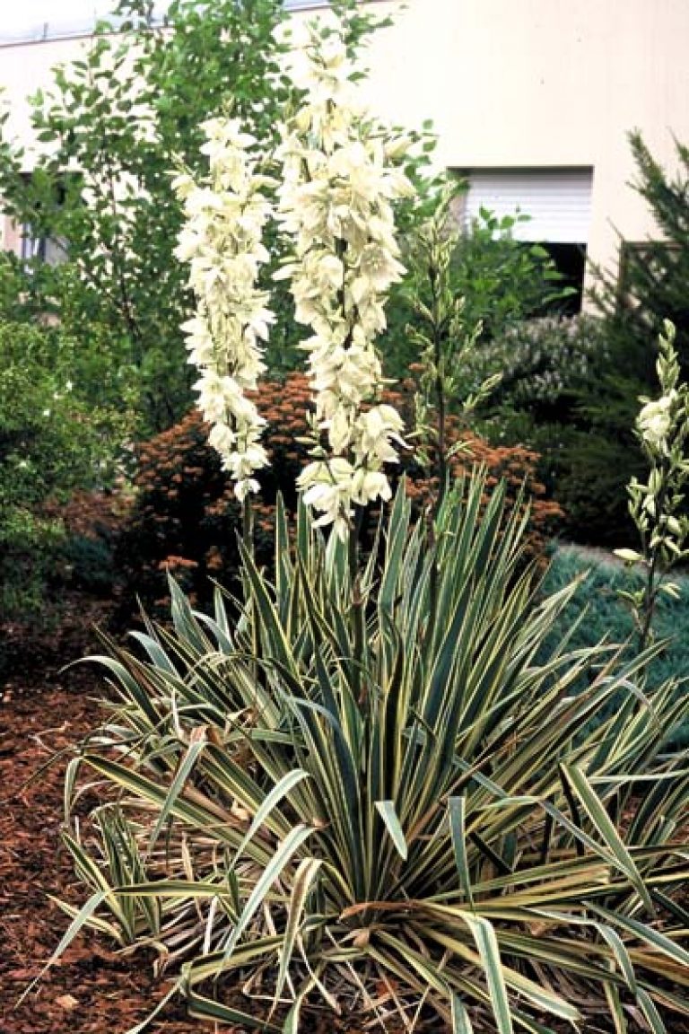 YUCCA filamentosa 'Bright Edge' - Pépinières Le Lestin