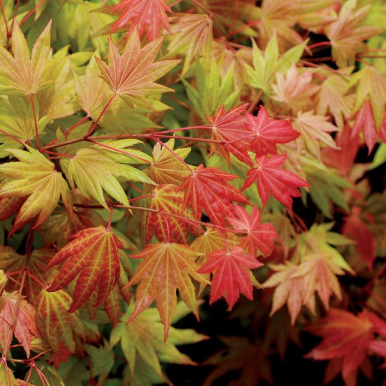 ACER shirasawanum 'Moonrise' - Pépinières Le Lestin