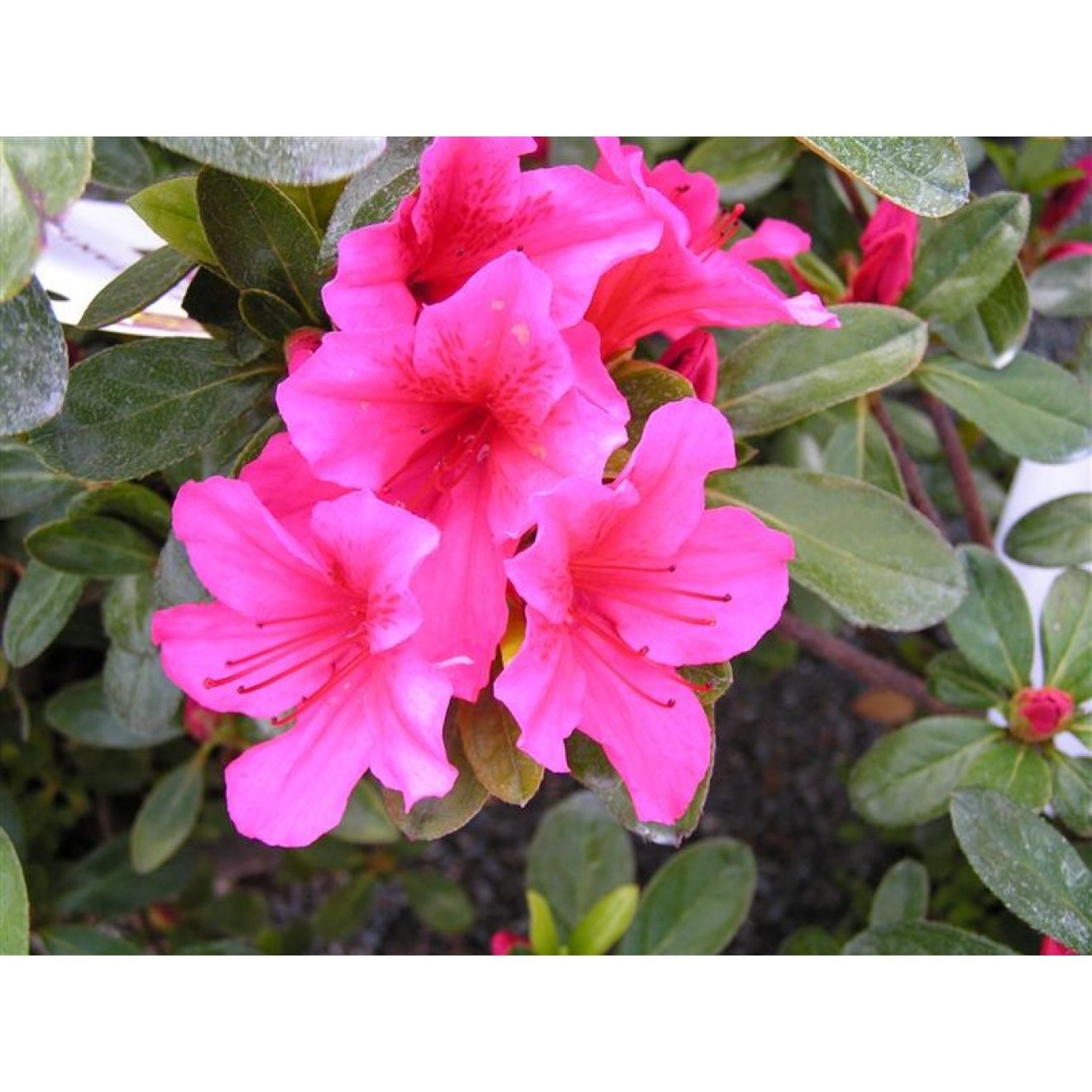 AZALEA japonica 'Christina' - Pépinières Le Lestin