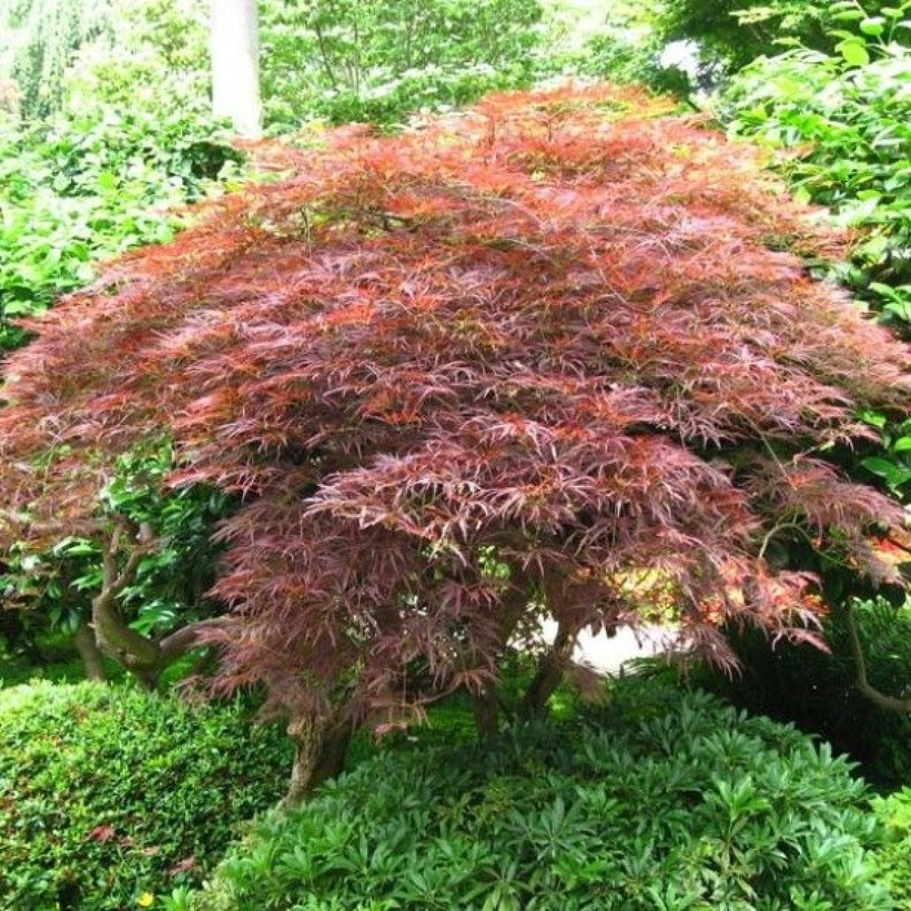ACER palmatum 'Dissectum Garnet' - Pépinières Le Lestin