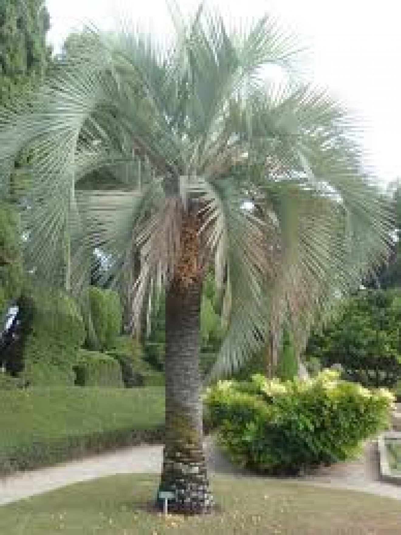 BUTIA capitata - Pépinières Le Lestin