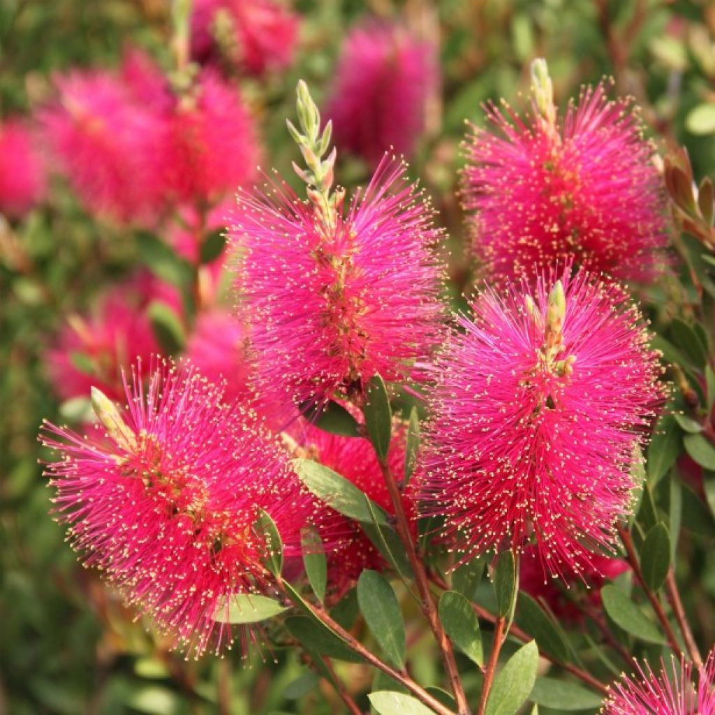 CALLISTEMON viminalis 'Hot Pink'® - Pépinières Le Lestin
