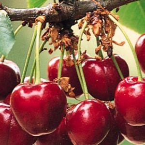 CERISIER bigarreau Napoléon - Pépinières Le Lestin