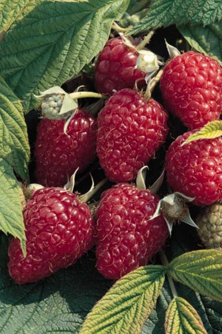 RUBUS idaeus 'Sumo' - Pépinières Le Lestin