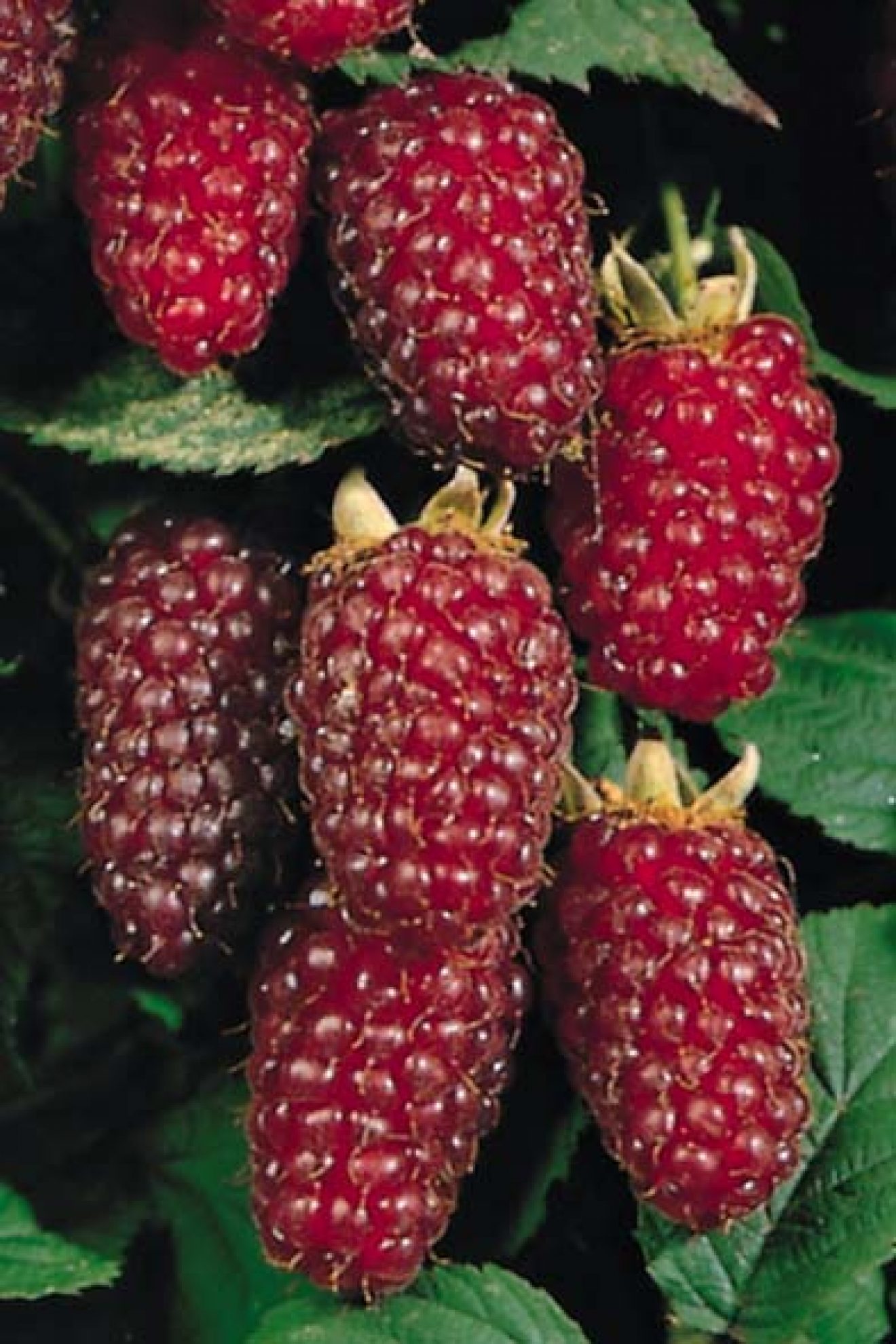 RUBUS fructicosus 'Tayberry' - Pépinières Le Lestin