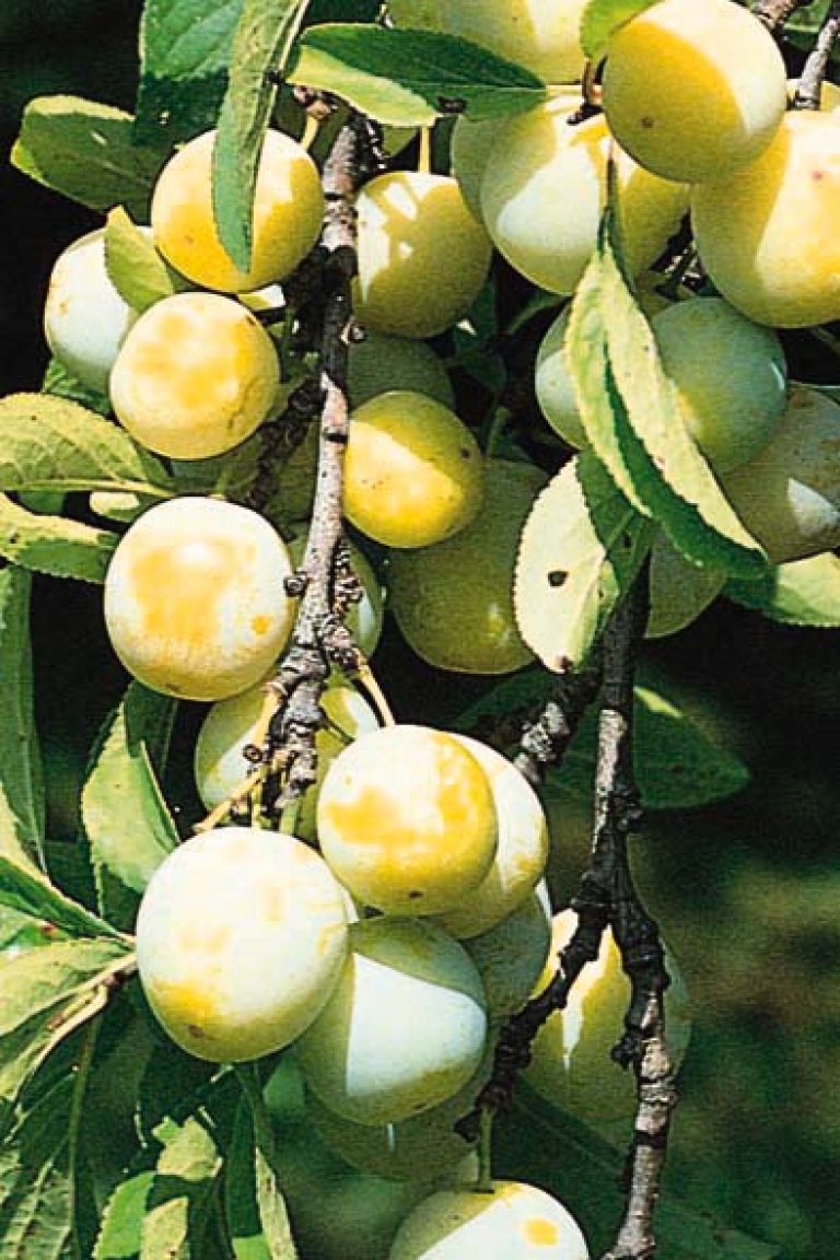 PRUNIER 'Mirabelle de Nancy' - Pépinières Le Lestin