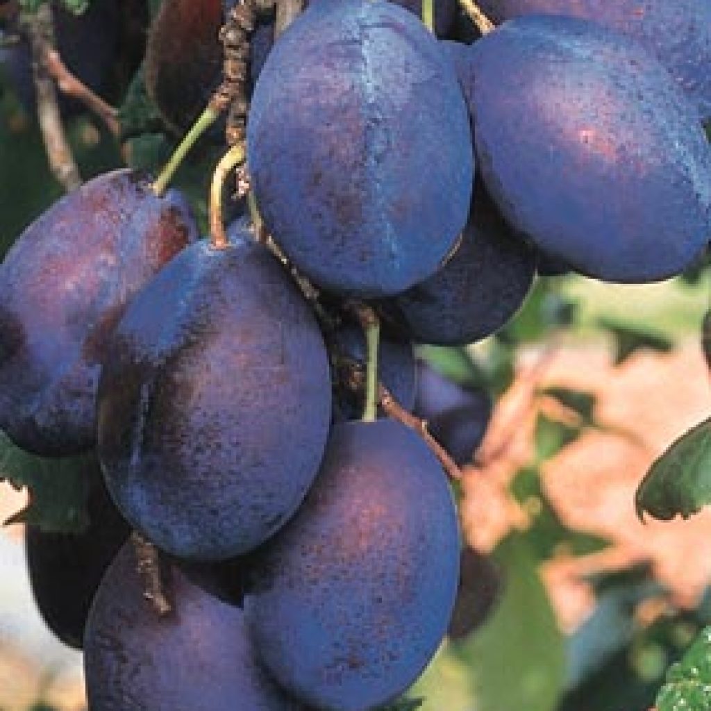 PRUNIER 'Quetsche d'Alsace' - Pépinières Le Lestin