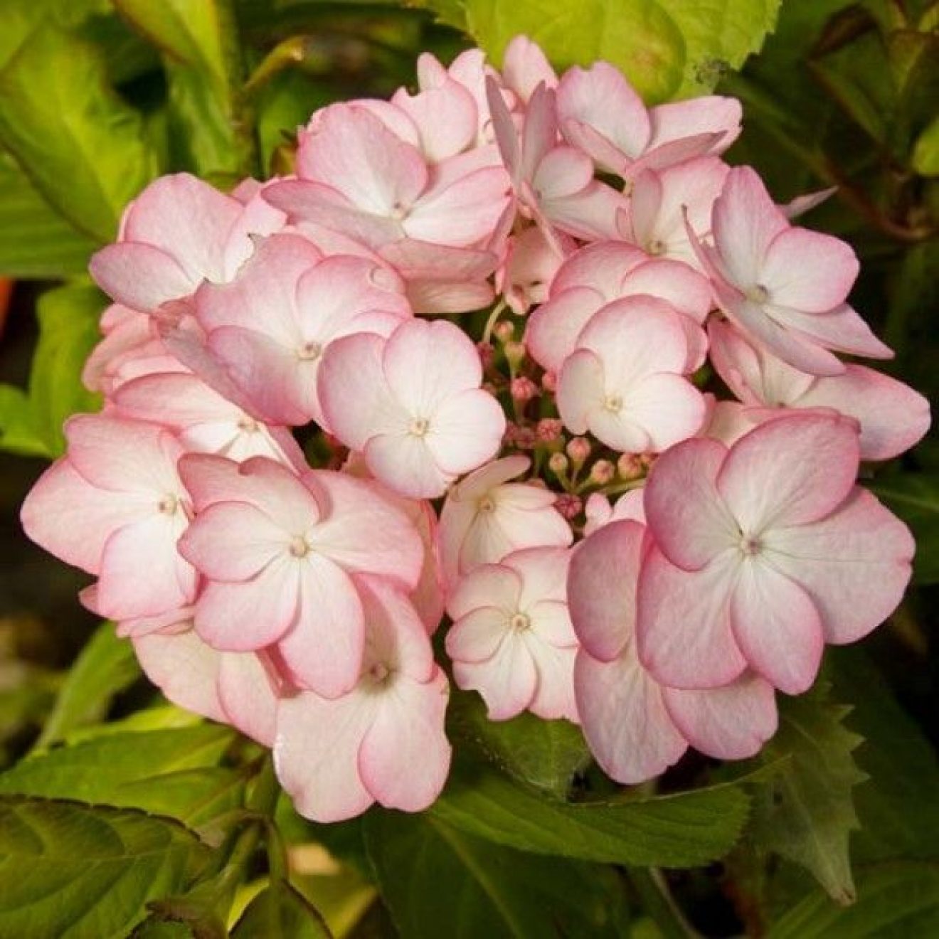 HYDRANGEA macrophylla 'Sabrina'® - Pépinières Le Lestin