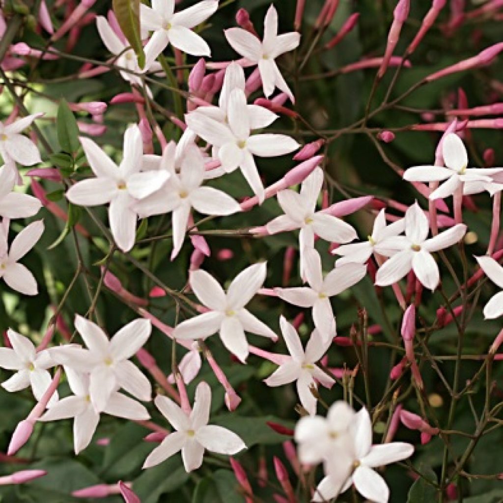 JASMINUM polyanthum - Pépinières Le Lestin