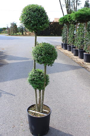 LIGUSTRUM jonandrum TOPIAIRE BOULE - Pépinières Le Lestin