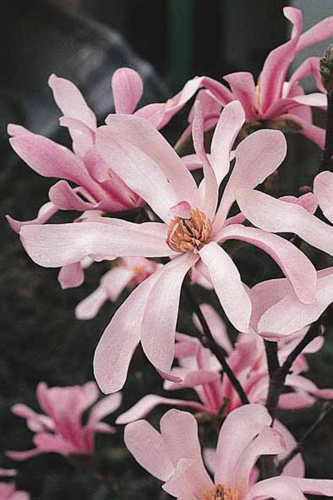 MAGNOLIA stellata 'Rosea' - Pépinières Le Lestin