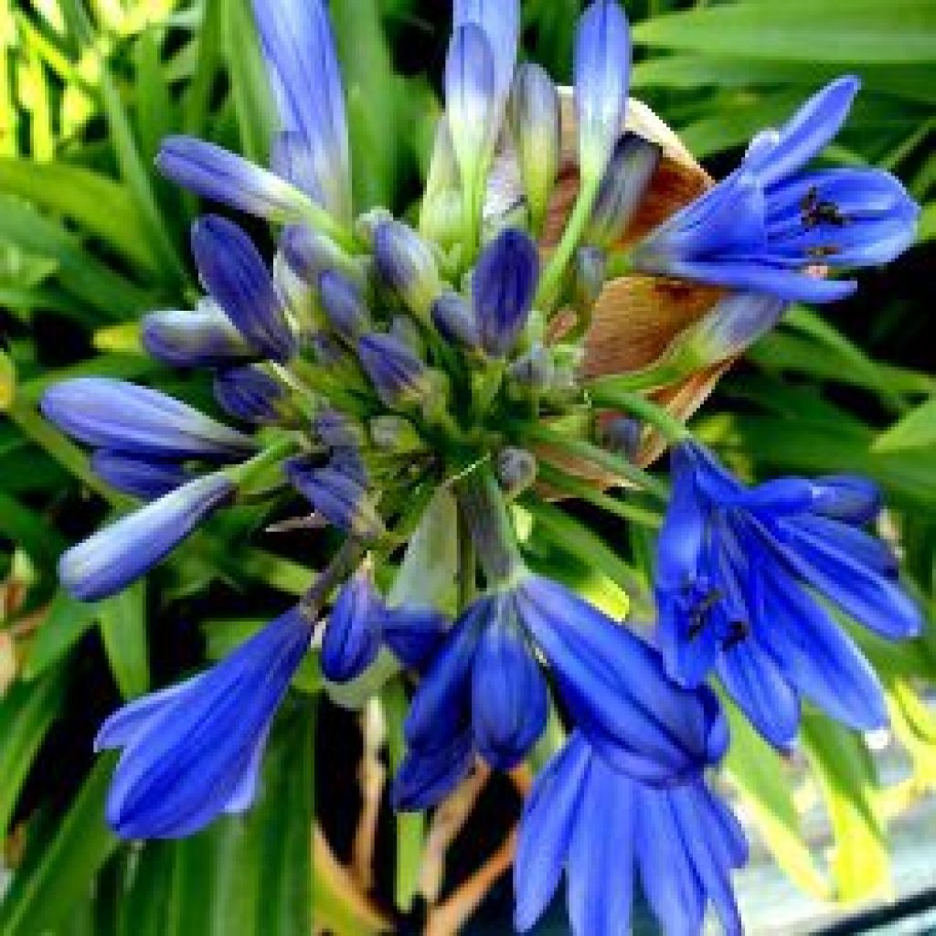 AGAPANTHUS 'Timaru' - Pépinières Le Lestin
