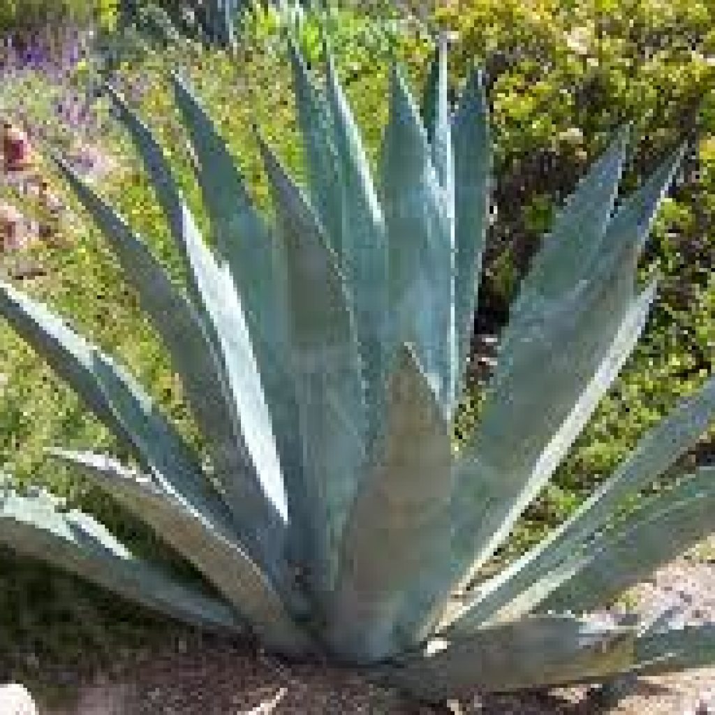 AGAVE Americana - Pépinières Le Lestin