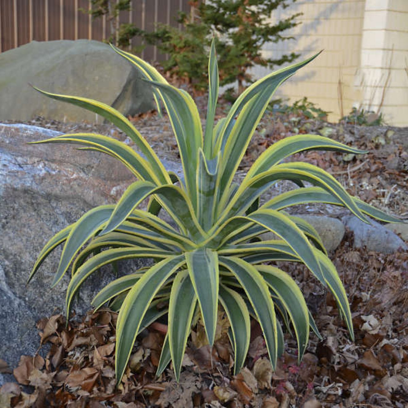 AGAVE desmettiana 'Variegata' - Pépinières Le Lestin