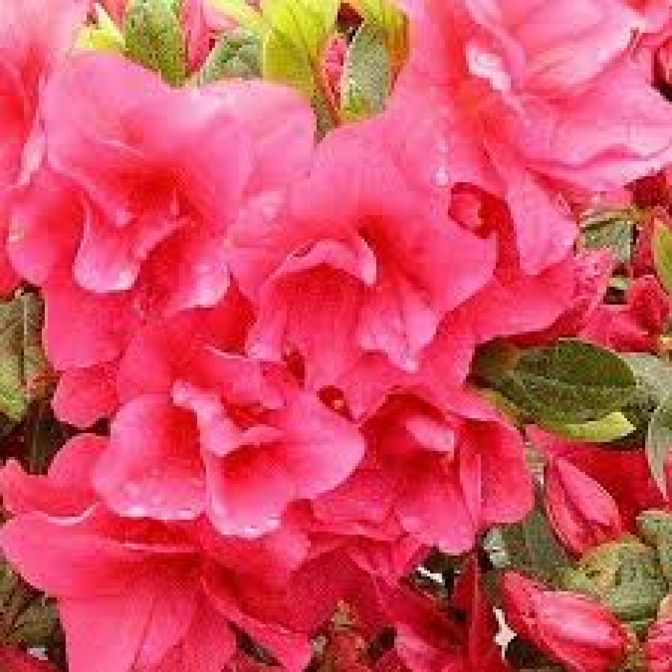 AZALEA japonica 'Christina' - Pépinières Le Lestin