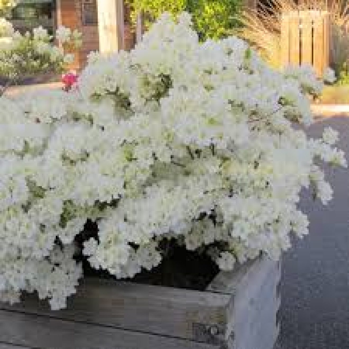 AZALEA japonica 'Adonis' - Pépinières Le Lestin