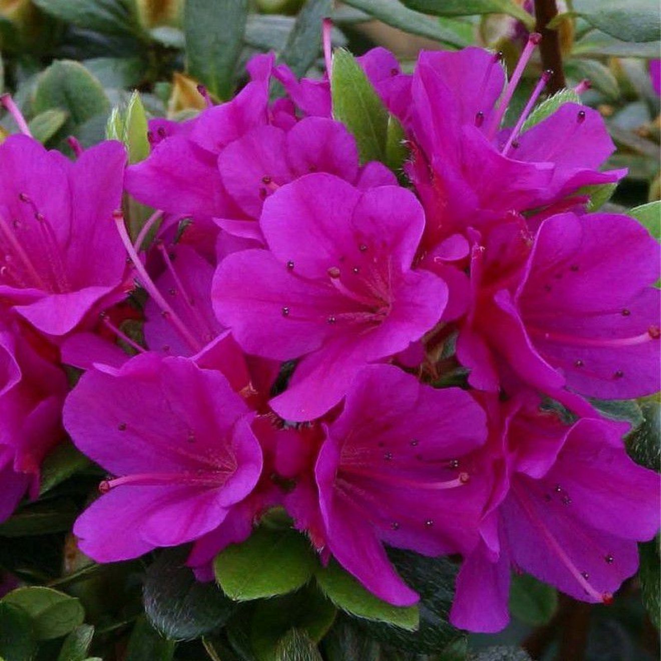 AZALEA japonica 'Purple Splendor' - Pépinières Le Lestin
