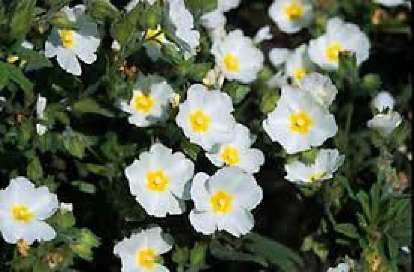 CISTUS Florentinus - Pépinières Le Lestin