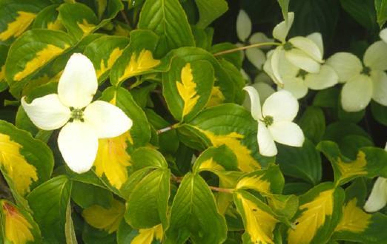 CORNUS kousa 'Gold'Star' - Pépinières Le Lestin