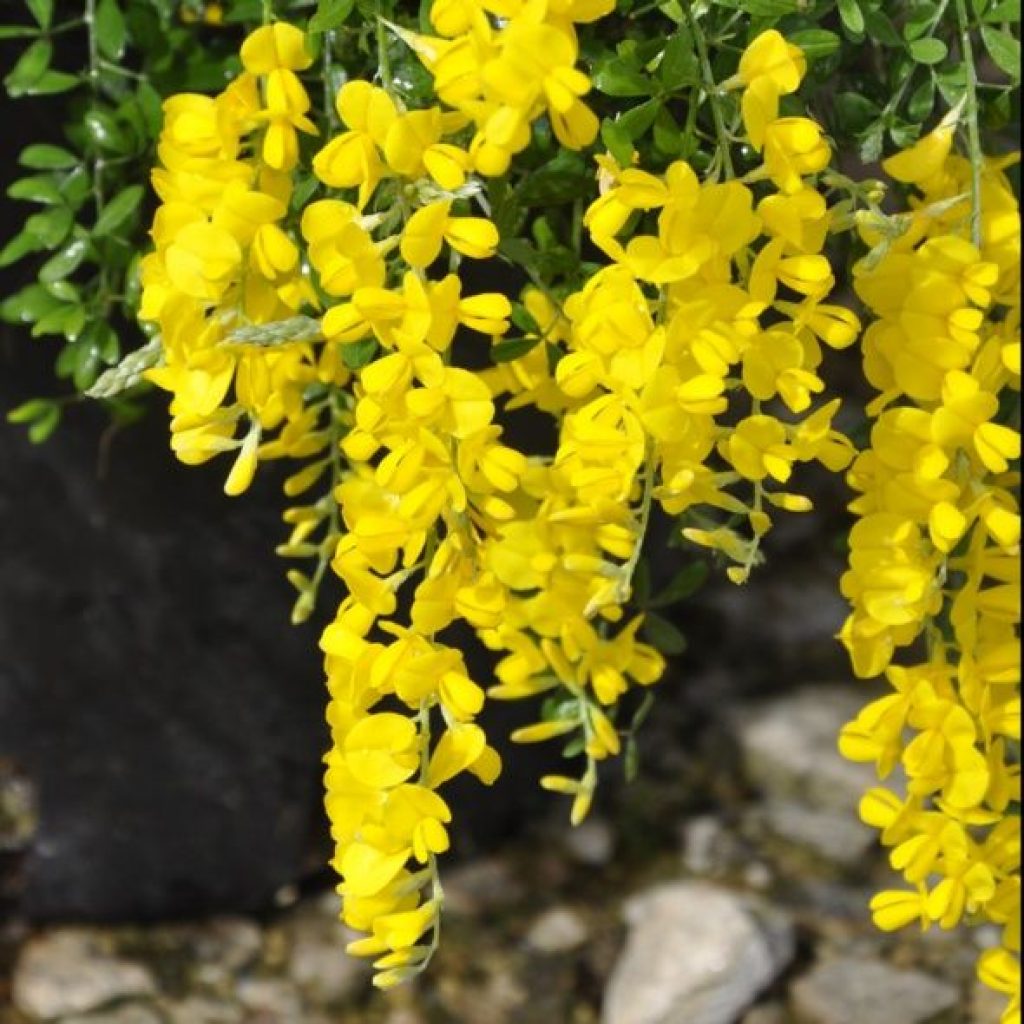 GENISTA racemosa - Pépinières Le Lestin