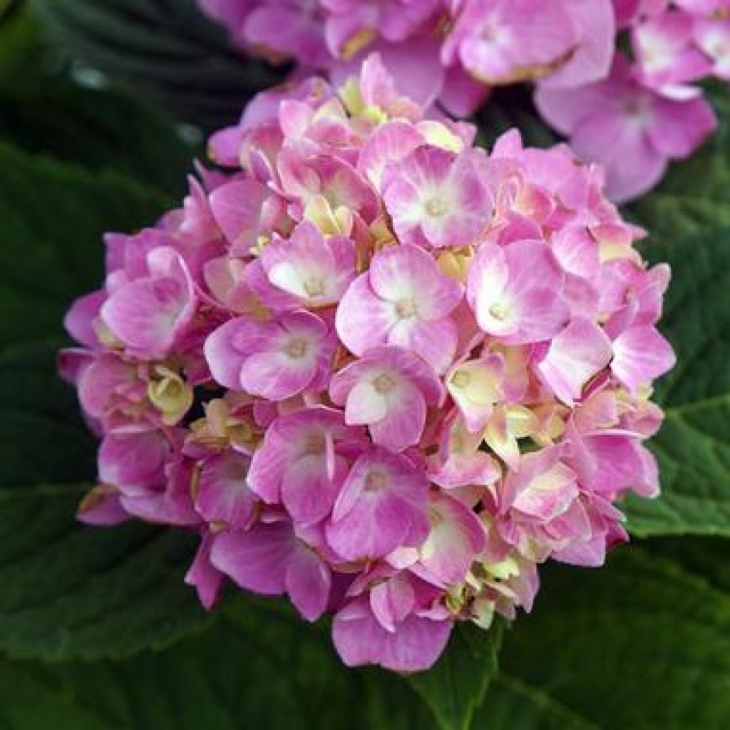 HYDRANGEA marcrophylla. Endless summer® bailmer - Pépinières Le Lestin