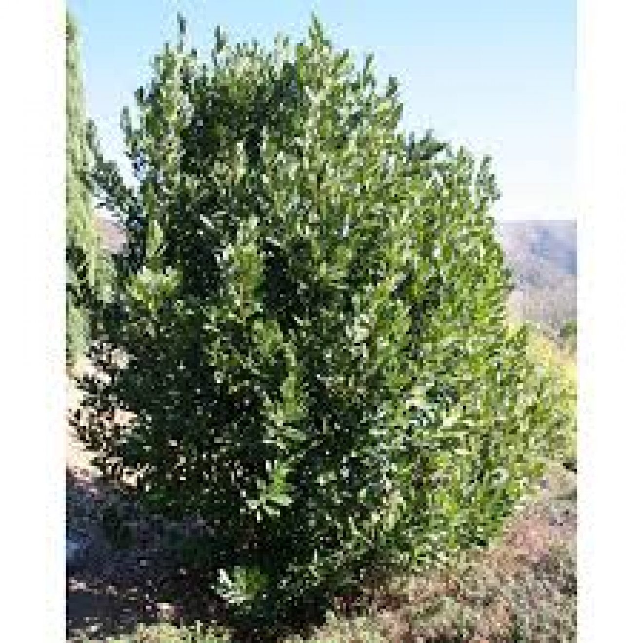 LAURUS nobilis - Pépinières Le Lestin