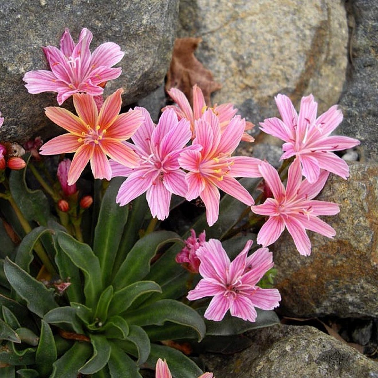 LEWISIA longipetala 'Little Plum' - Pépinières Le Lestin