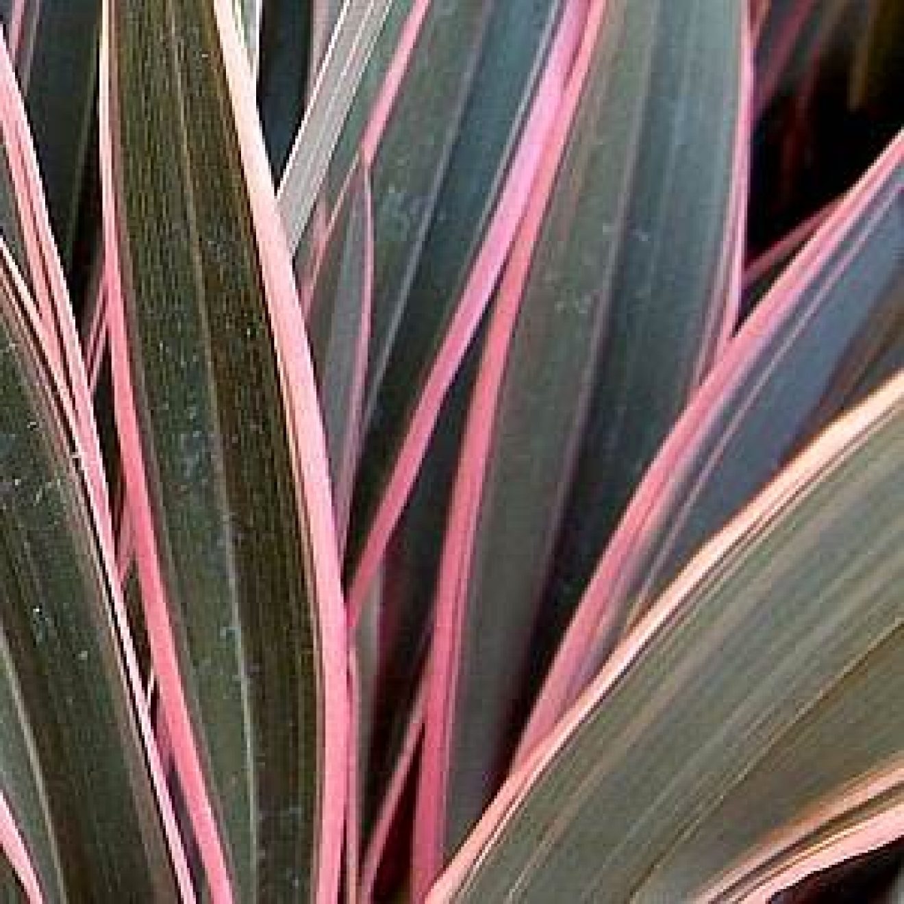 PHORMIUM 'Pink Stripe' - Pépinières Le Lestin