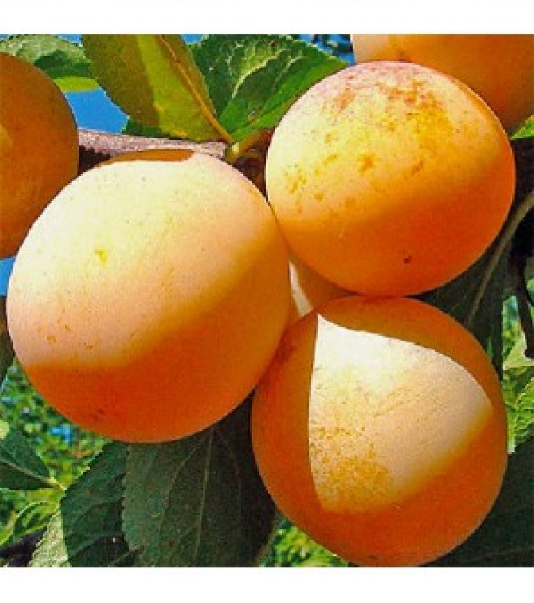 PRUNIER 'Sainte Catherine' - Pépinières Le Lestin