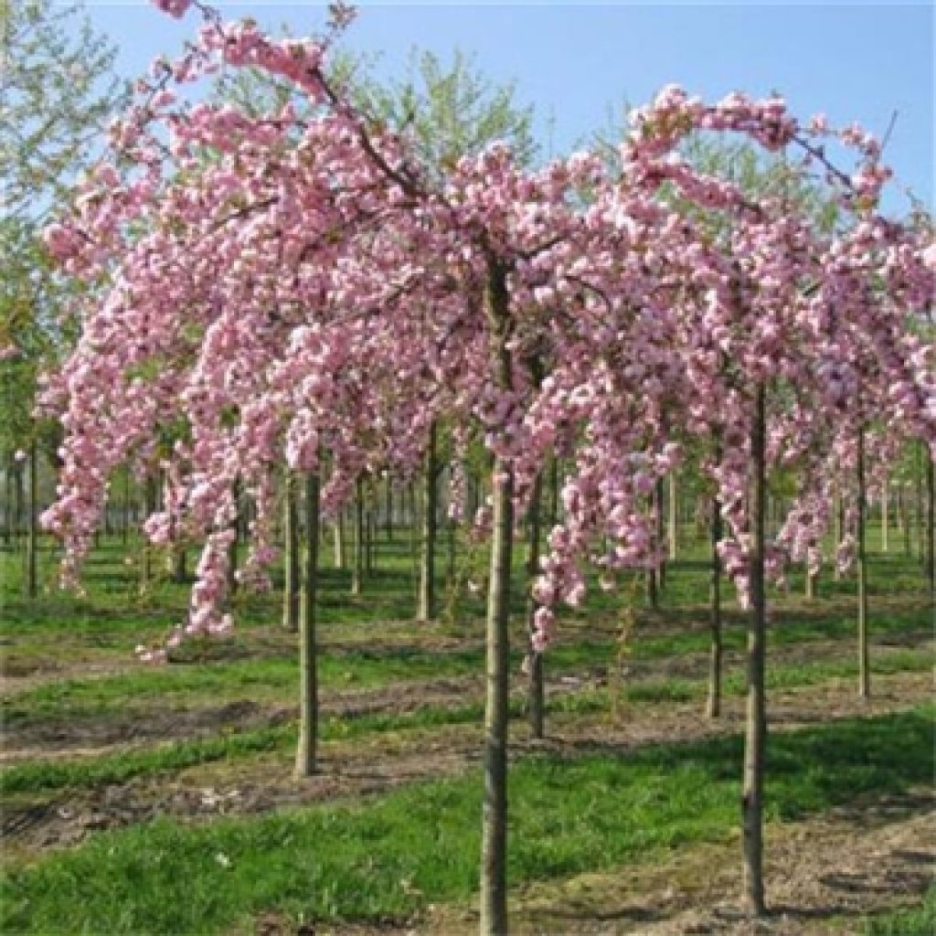 PRUNUS serrulata 'Kiku-Shidare Zakura' - Pépinières Le Lestin