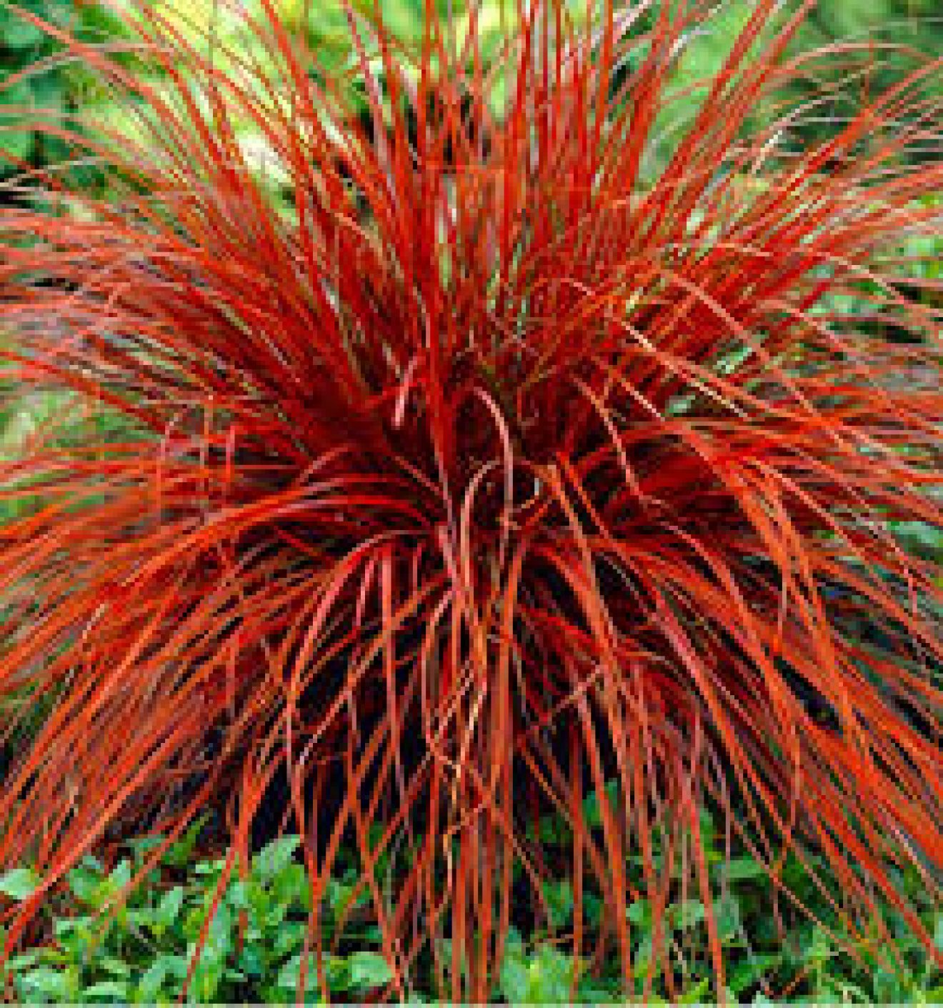 UNCINIA rubra 'Everflame' - Pépinières Le Lestin