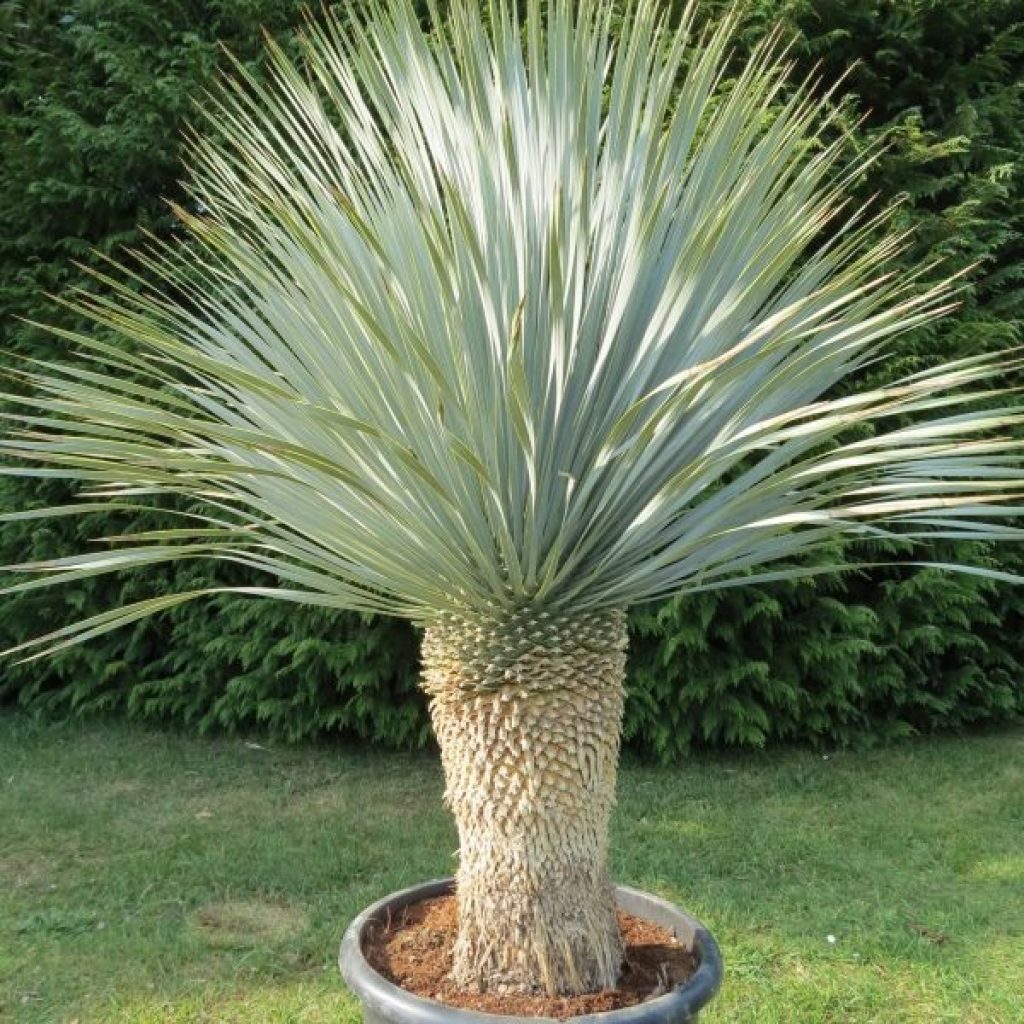 YUCCA Rostrata - Pépinières Le Lestin